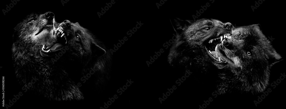 Poster Black wolf fighting with a black background – Wall Art | UkPosters