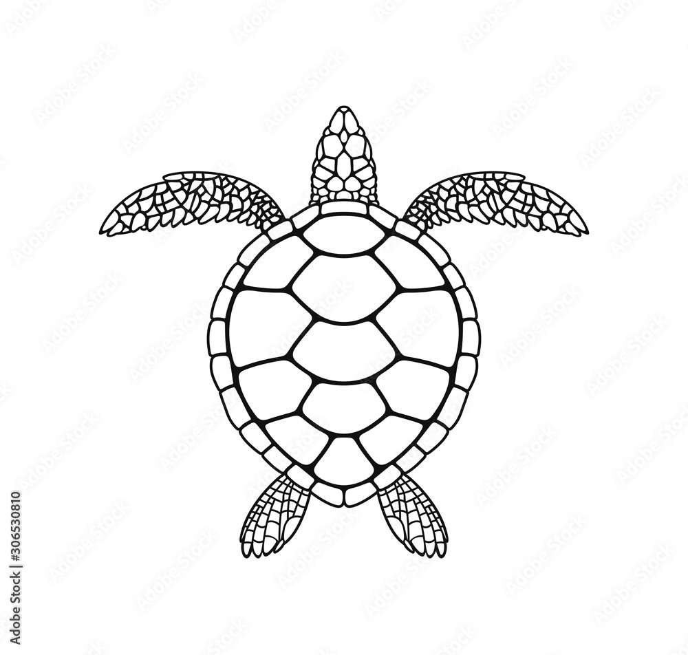 Sea turtle outline. Isolated turtle on white background. Reptile Stock ...