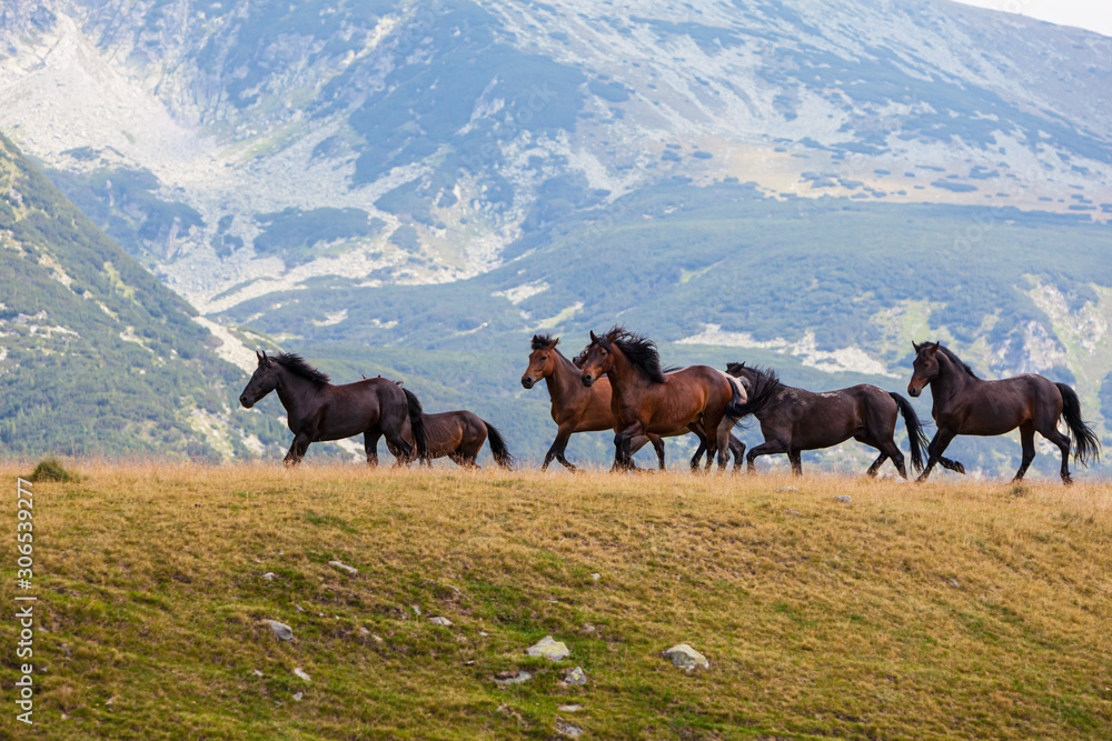 Wild horses running free in the mountains in summer Stock Photo | Adobe ...