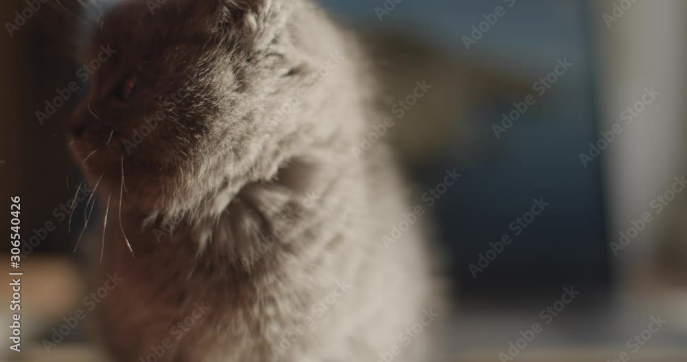 Extra close up portrait of little kitty mewing into camera showing ...