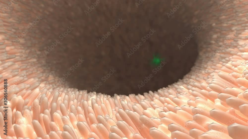 Large Intestine Inside