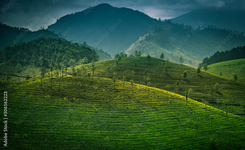 Tea fields esate and plantations in Munnar, India Stock Photo | Adobe Stock