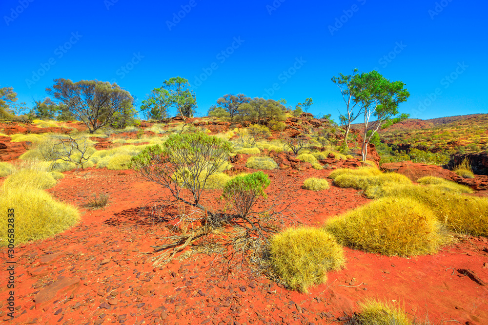 Australian Outback Bush