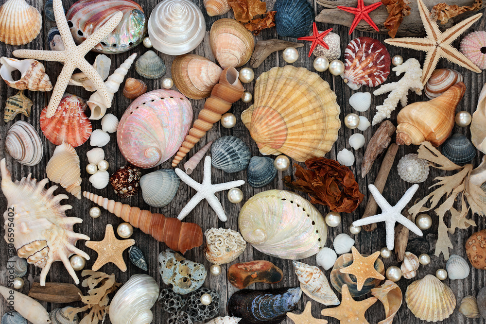 Large collection of seashells, driftwood, pebble & seaweed on weathered ...