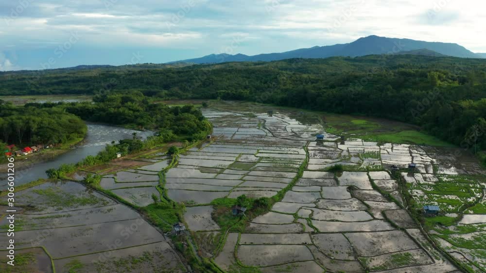 4K Aerial drone Footage of Beautiful Paddy village rice farm view at ...