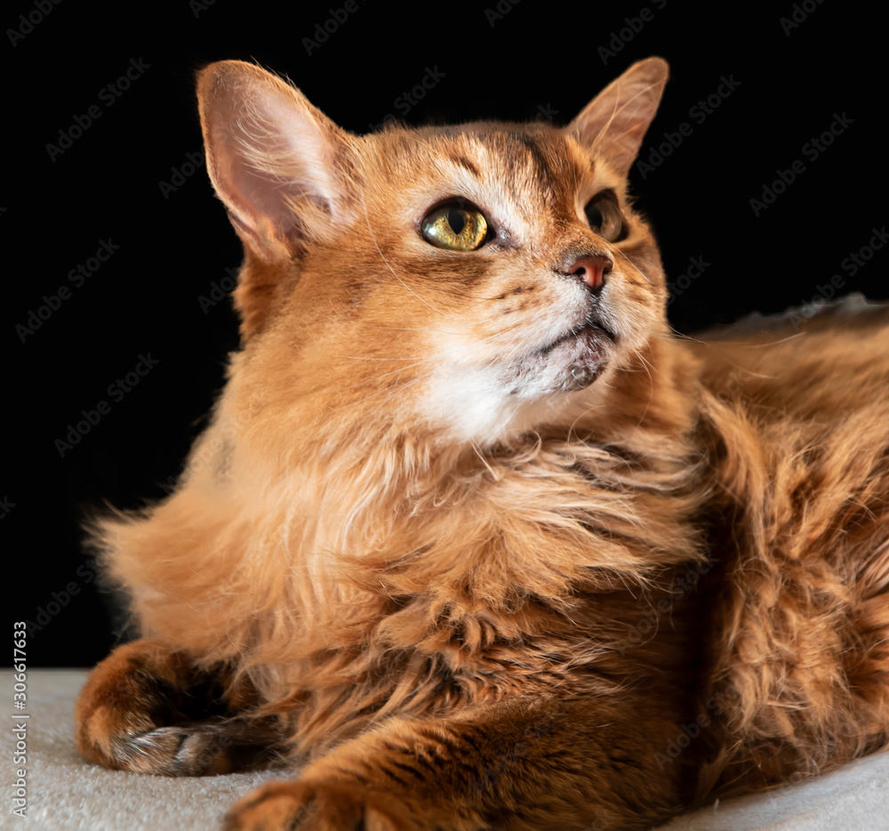 Fox Cat Breed