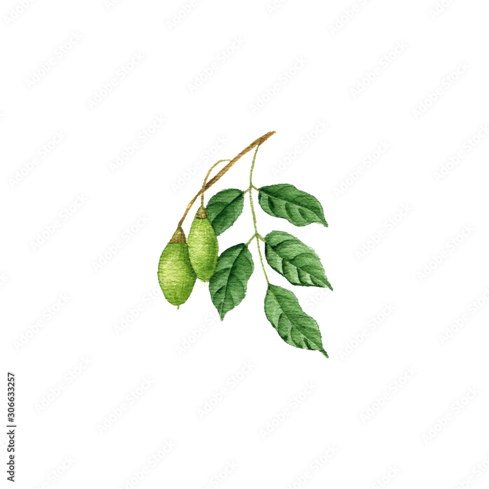 watercolor drawing pili nut tree branch Stock Illustration | Adobe Stock