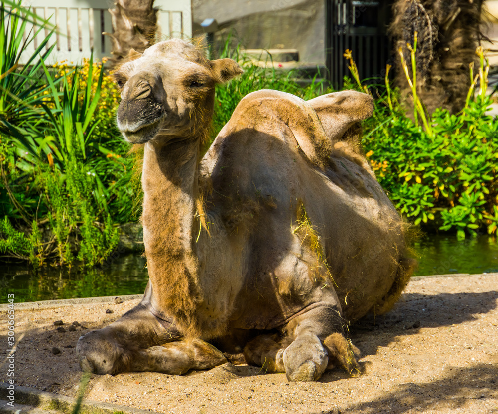 bactrian camel with alopecia, animal with hair loss, popular zoo animal ...