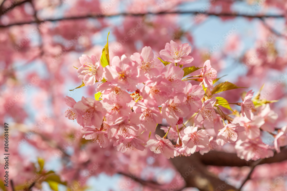 Beautiful pink Sakura, Cherry Blossom, along Kawazu River, Izu, Japan ...