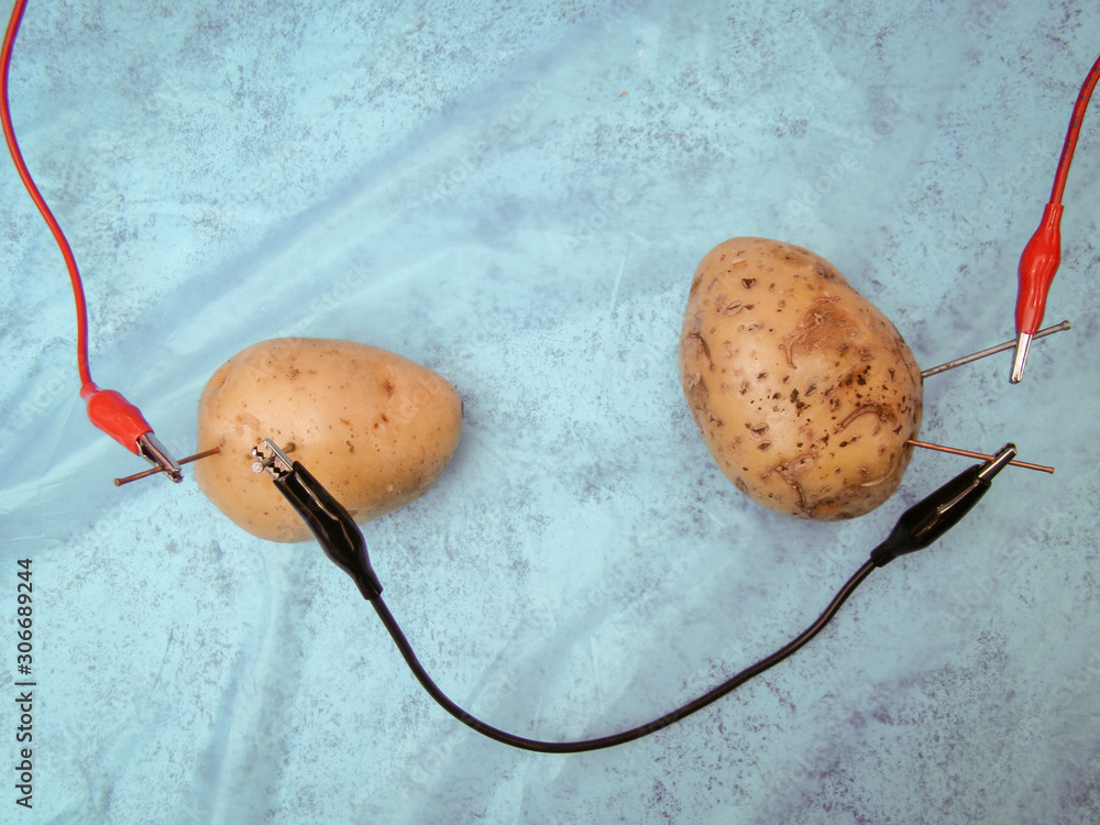 Potato tubers are connected by conductors. The concept of passing ...