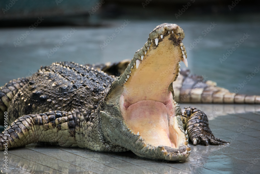 Poster Crocodile open mouth in a farm. – Wall Art | UkPosters
