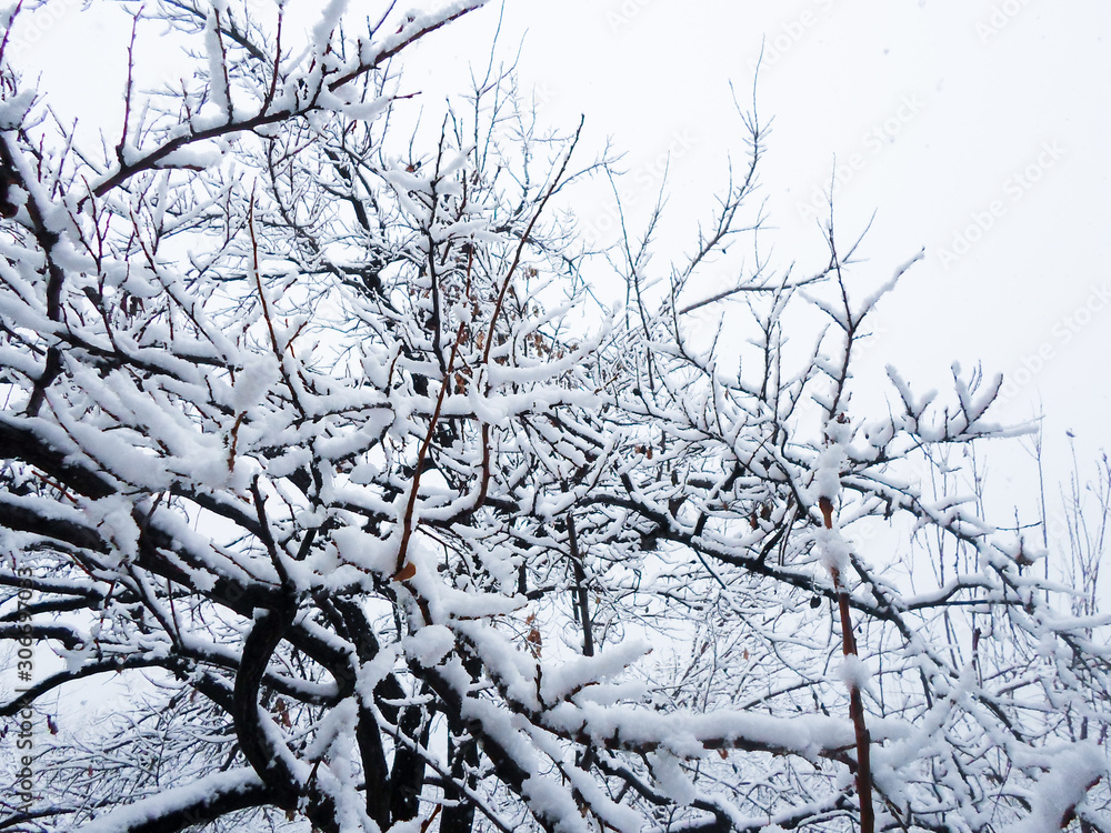 trees covered in heavy snow in October during the first snowfall of the ...