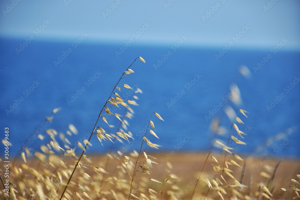 Fotka „Champ de blé en bord de mer méditerranée, gazon séché qui as ...