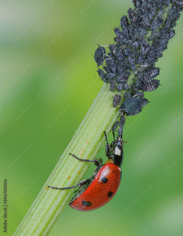 Seven spot ladybug eating aphid, Seven-spot Ladybird Beetle eats aphid, Seven spot ladybug eats ...