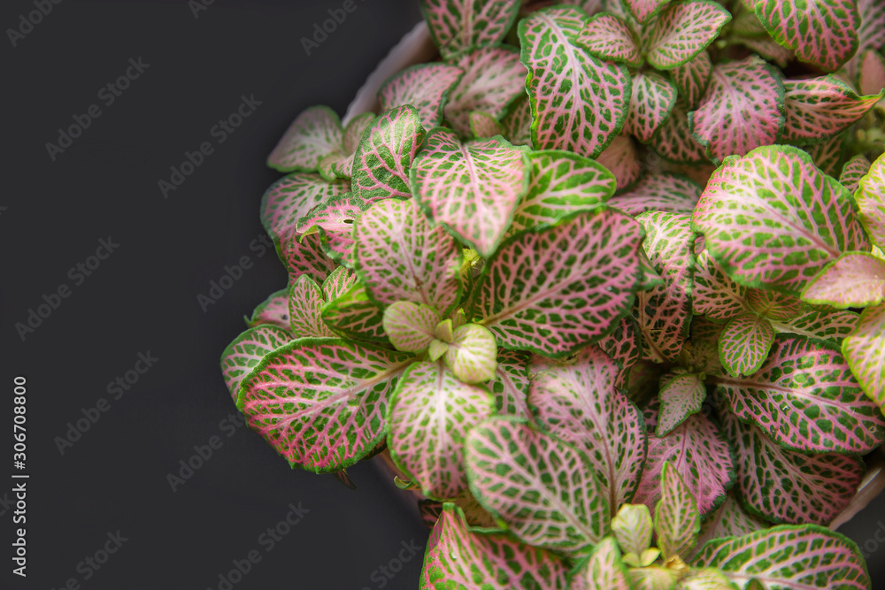 Fittonia. Floriculture. Indoor plant. Home flower. Fittonia is a genus ...
