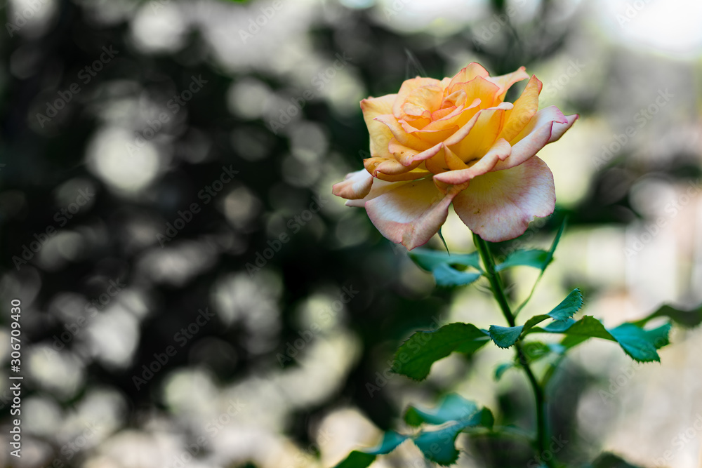 Fleur de type rose qui est oranger car elle est en train de faner ...