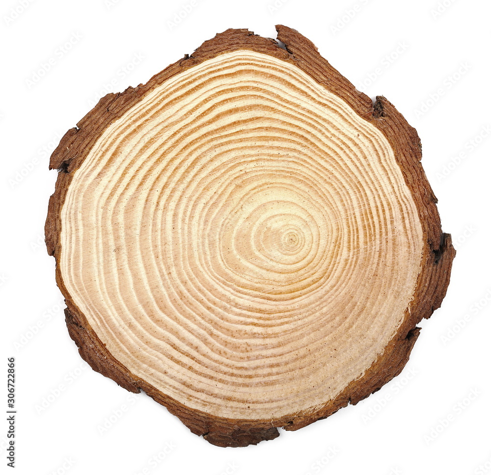 Cross section of tree trunk isolated on white background Stock Photo ...