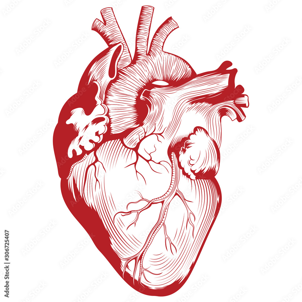 Anatomical medical illustration, Human heart organ illustration Stock ...