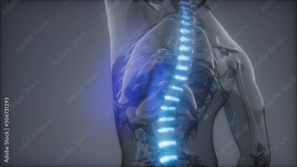 backache in backbone. science anatomy scan of human spine bones glowing ...