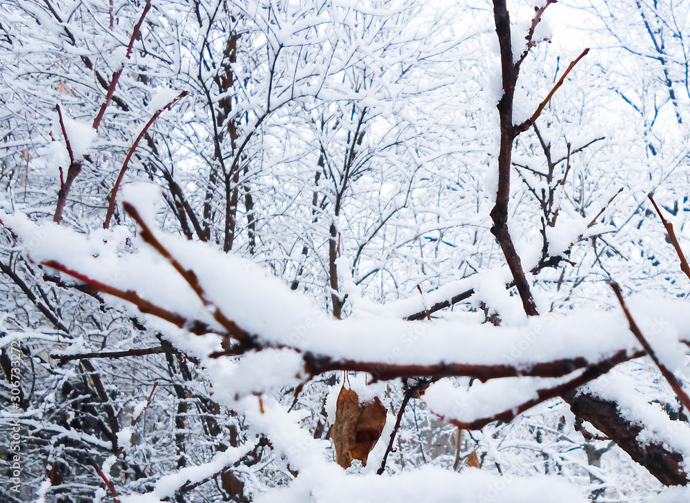 trees covered in heavy snow in October during the first snowfall of the ...