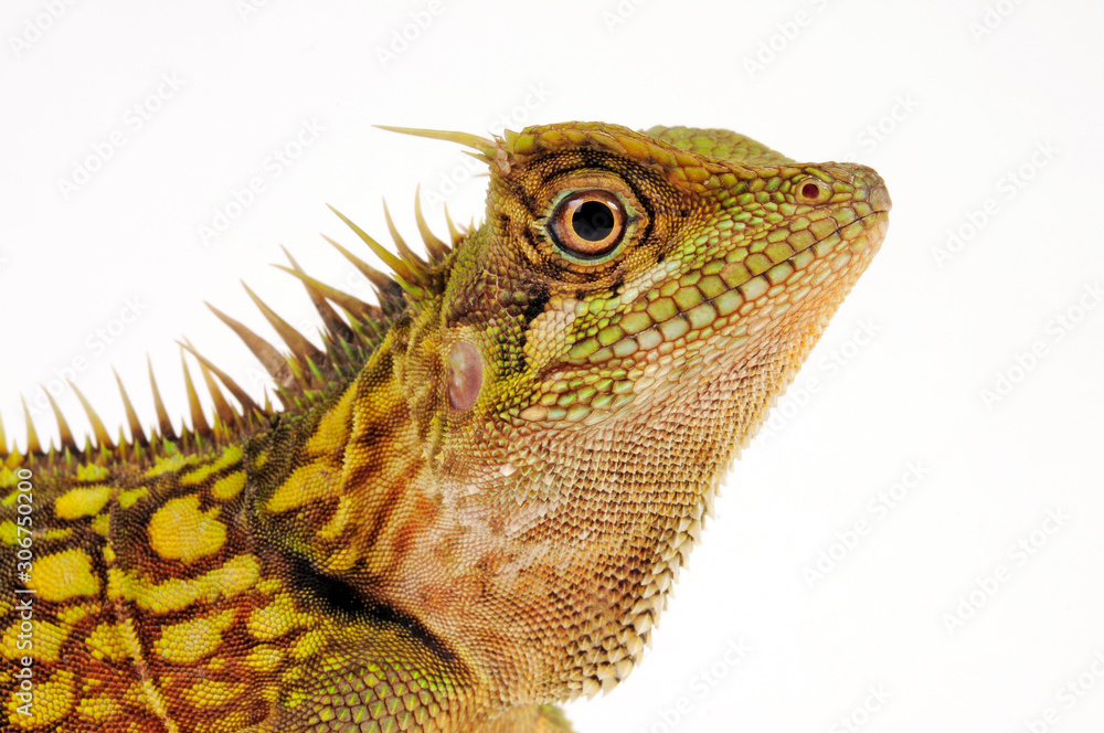 Nackenstachler (Acanthosaura armata) - armored pricklenape / peninsular ...