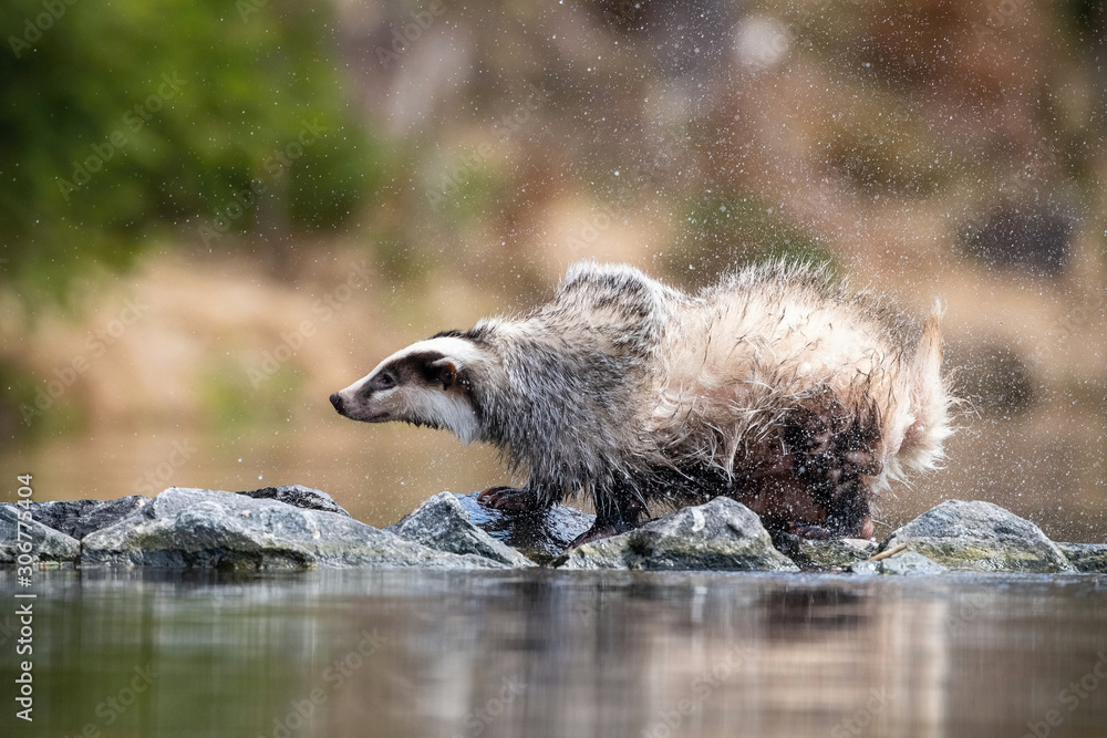 European badger, Meles meles is standing in the shoreline of a pond in ...