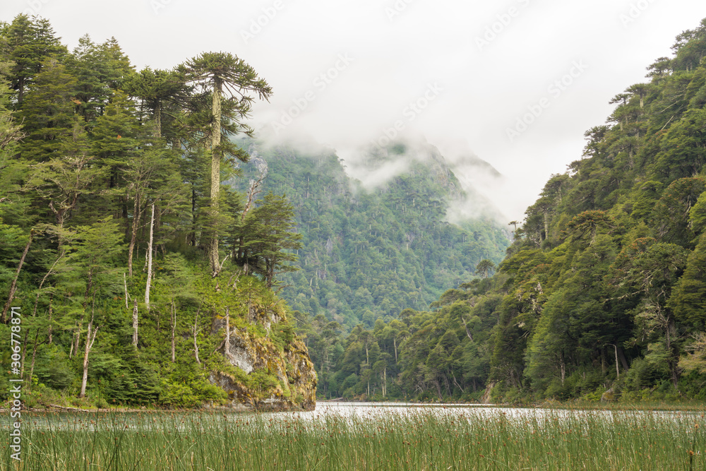 The valdivian rainforest, with ancient araucaria araucana, is a very ...