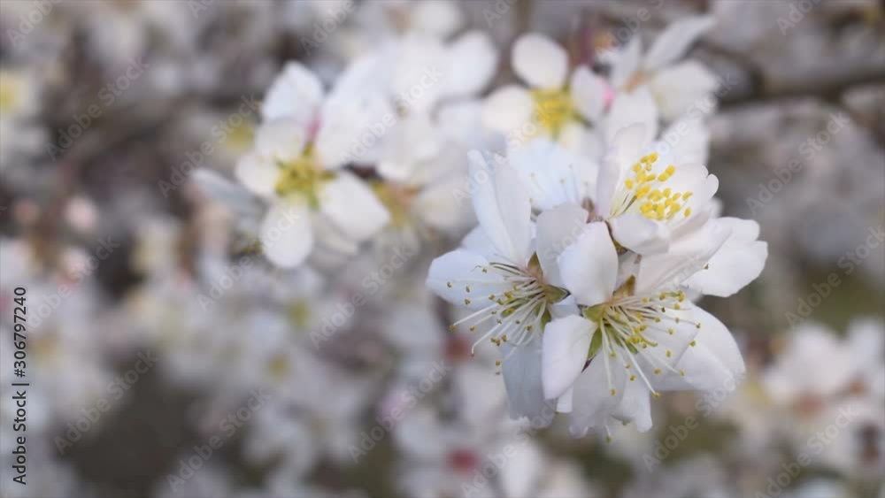 Sakura's tree has blossomed. Sakura flowers filmed to close-up and ...