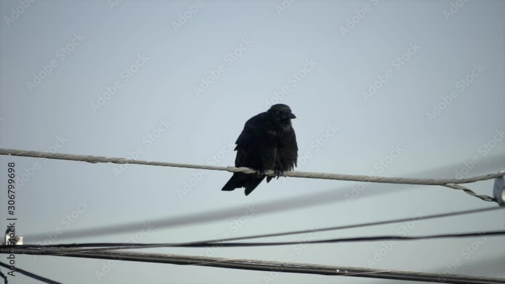 The Black Carrion Crow Sitting On A Cable Wire In Vancouver And Later ...