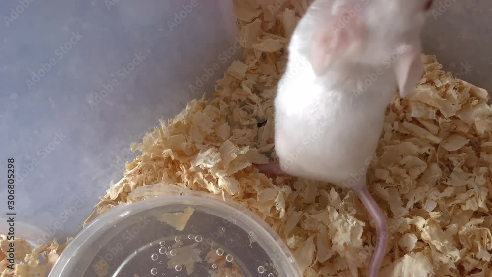 White laboratory albino mouse with red eyes running around a plastic ...