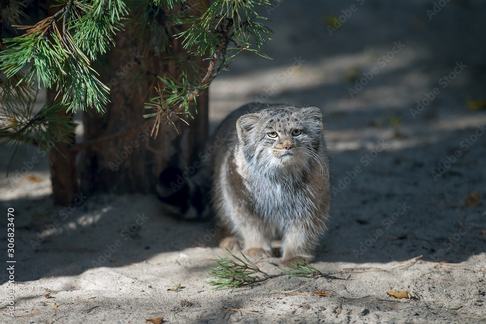 Pallas's cat (Otocolobus manul). Manul is living in the grasslands and ...