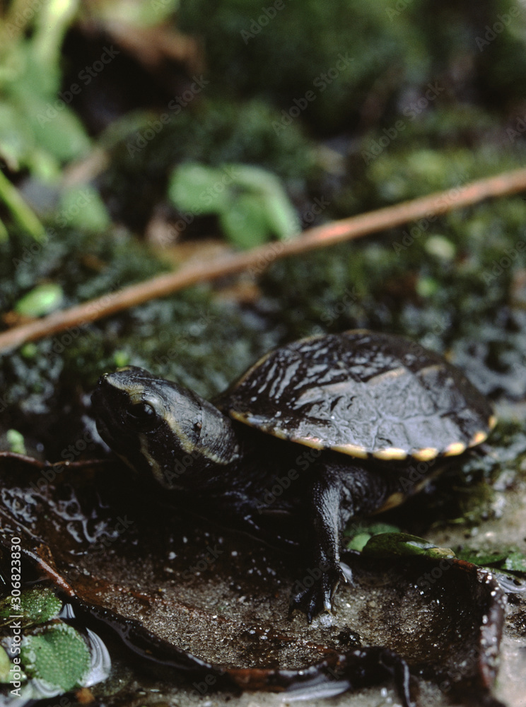Baby Stinkpot Turtle