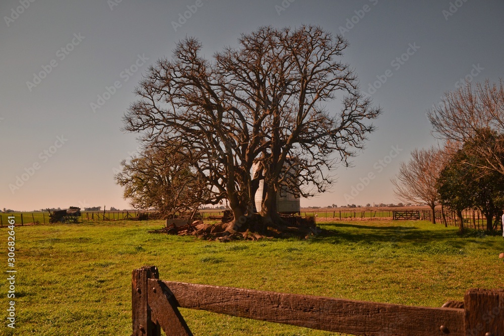100-year-old Ombu tree on a warm day at the countryside. Original photo ...