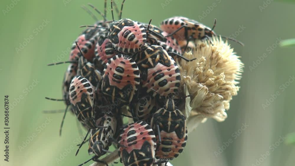 Instars Brown marmorated stink bug, Halyomorpha halys, after birth to ...