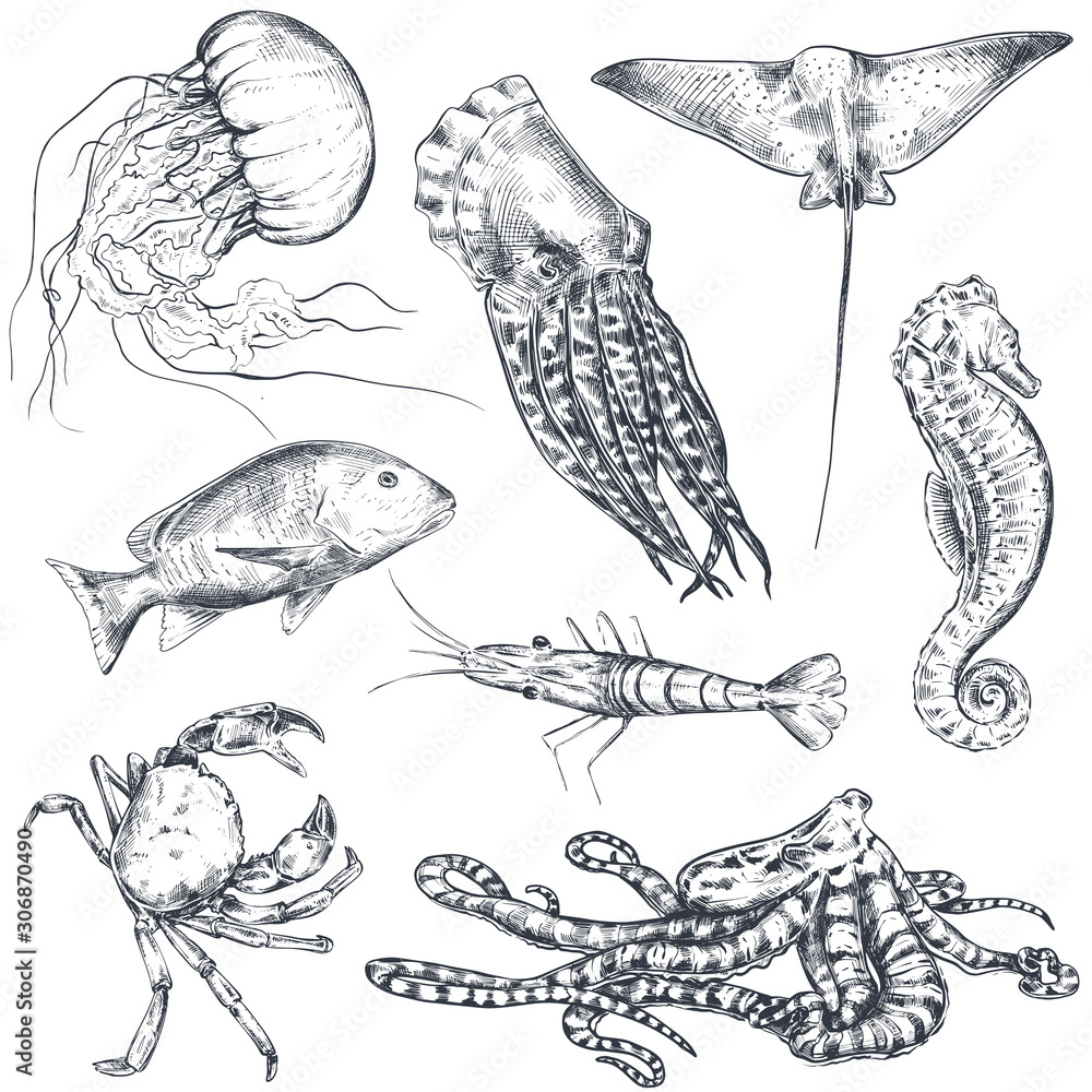 Vector collection of hand drawn ocean and sea animals in sketch style ...
