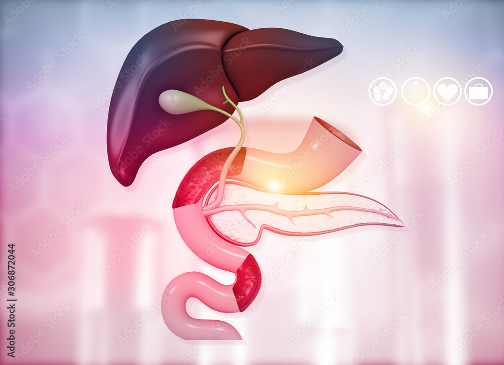 Anantomy of Liver stomach pancreas gallbladder and spleen on medical ...