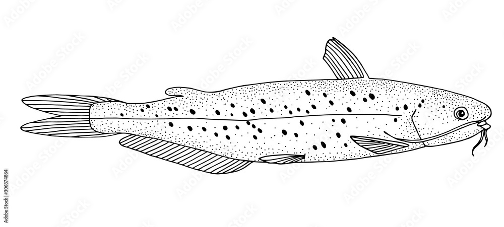 Channel Catfish Drawing