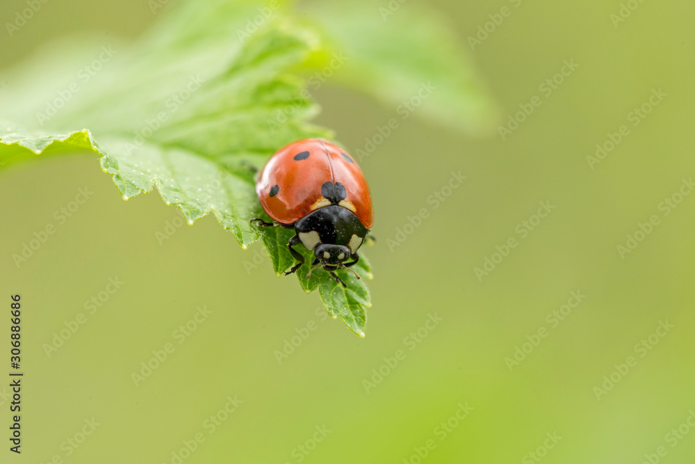 Foto de Coccinella septempunctata, the seven-spot ladybird is the most ...
