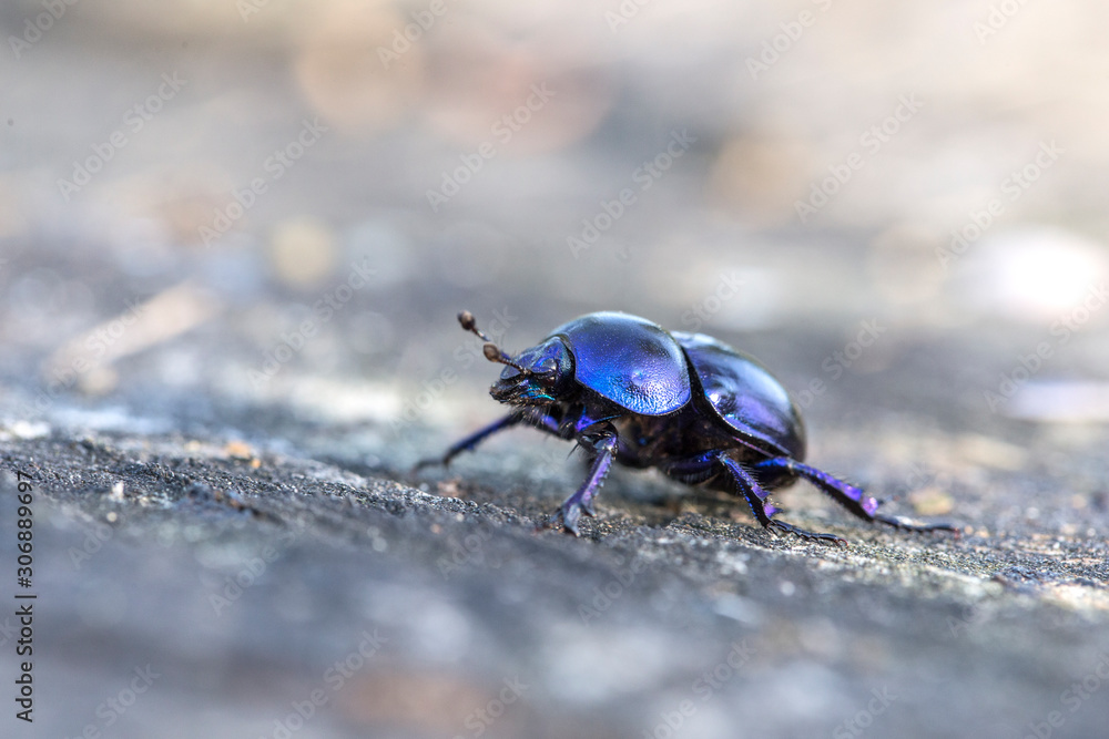 Anoplotrupes stercorosus bug in summer forest, selective focus ...
