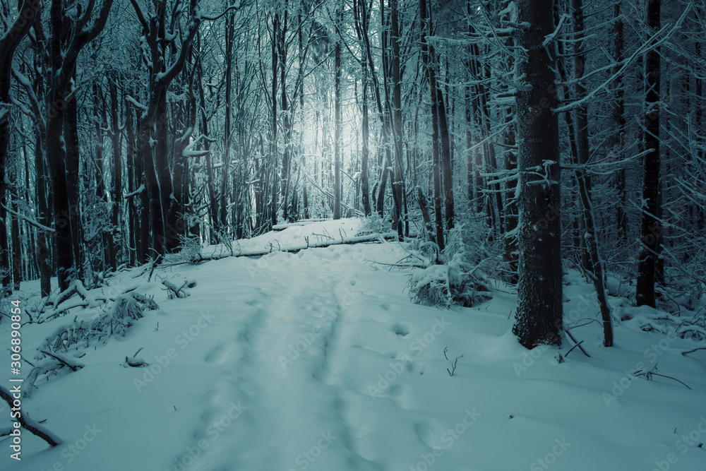 Dark Snowy Forest Path