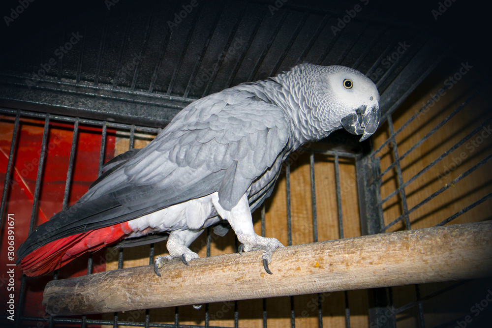 Beautiful african grey parrot Psittacus Erithacus with bright red tail ...