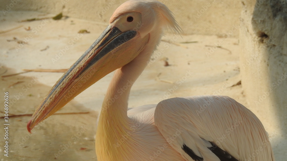 Pink flamingo bird in different poses, Bright pink birds isolated on ...