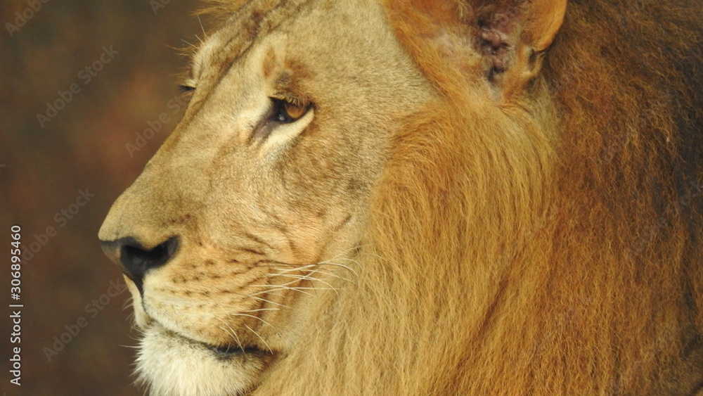lion looking regal standing, closeup photography of wild animal lion ...