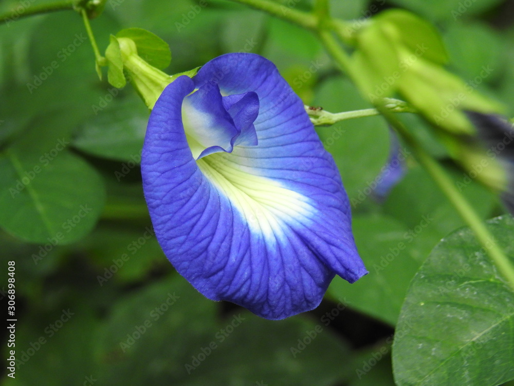 Butterfly Pea Vine beautiful flowers shaped like a conch sian ...