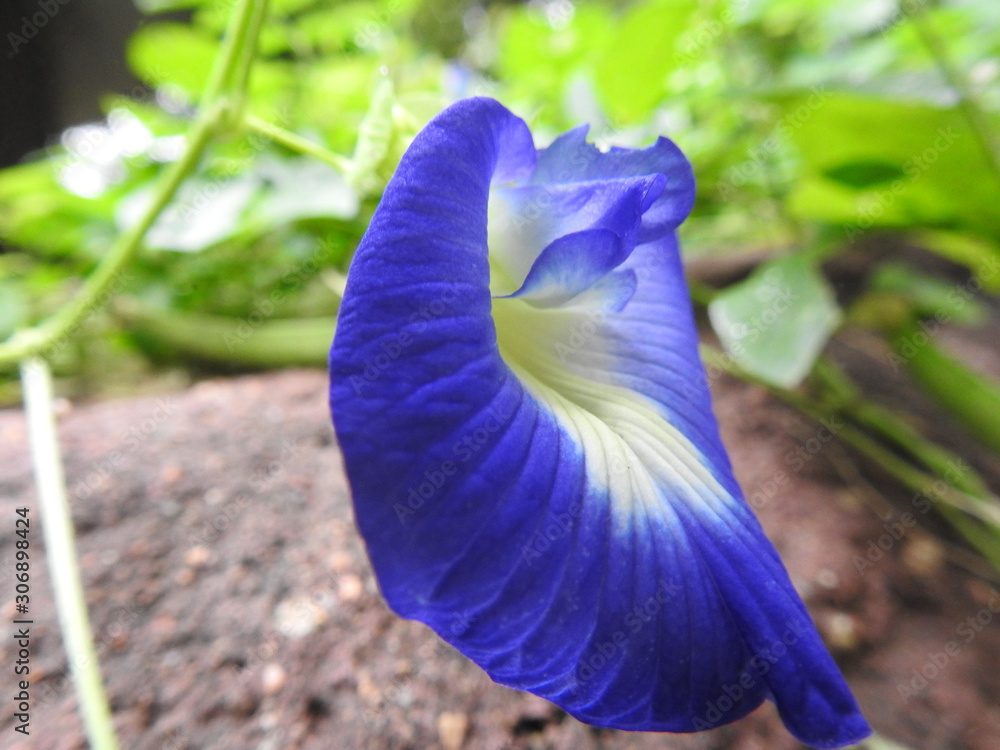 Butterfly Pea Vine beautiful flowers shaped like a conch sian ...