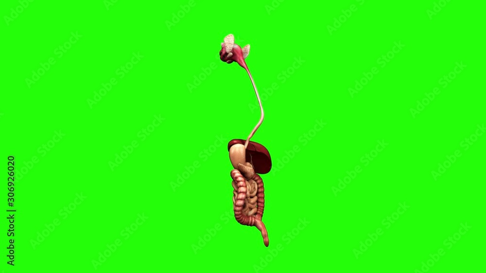 Human Digestive System With Green Screen Stock Video | Adobe Stock