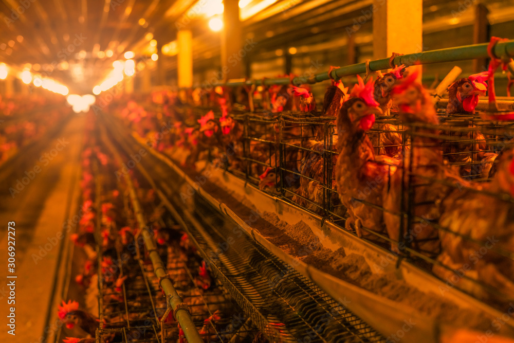 Chicken farm. Egg-laying chicken in battery cages. Commercial hens ...