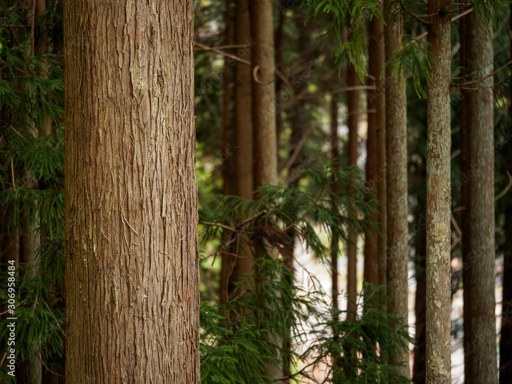 Closeup detail of the bark texture on a Japanese Cedar tree trunk. Mt ...