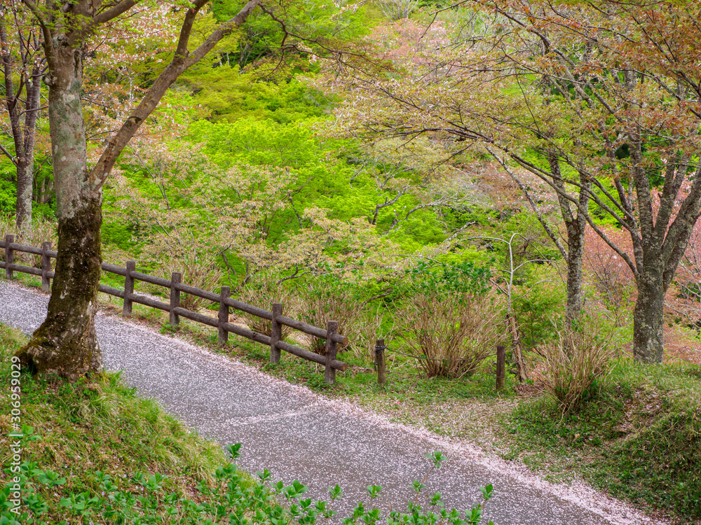 Wide angle view of a Sakura petal covered path along the slopes of ...