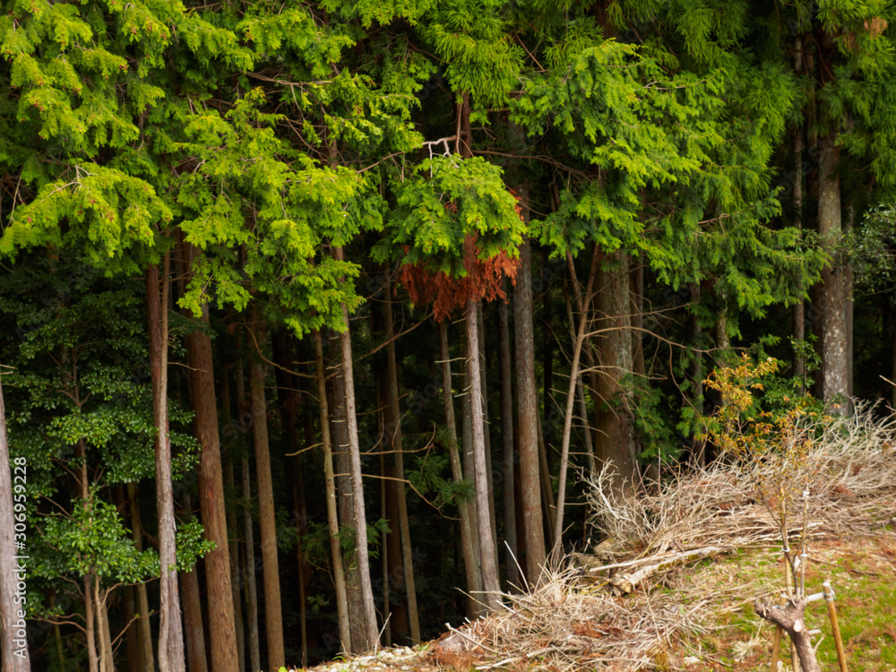 Closeup detail of a forest of dense green Japanese cedar trees, with ...
